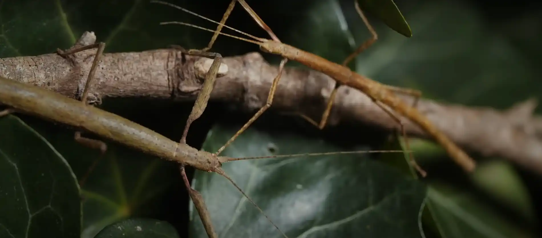 Meaning of Seeing a Walking Stick Bug Explained - SpiritualGleam