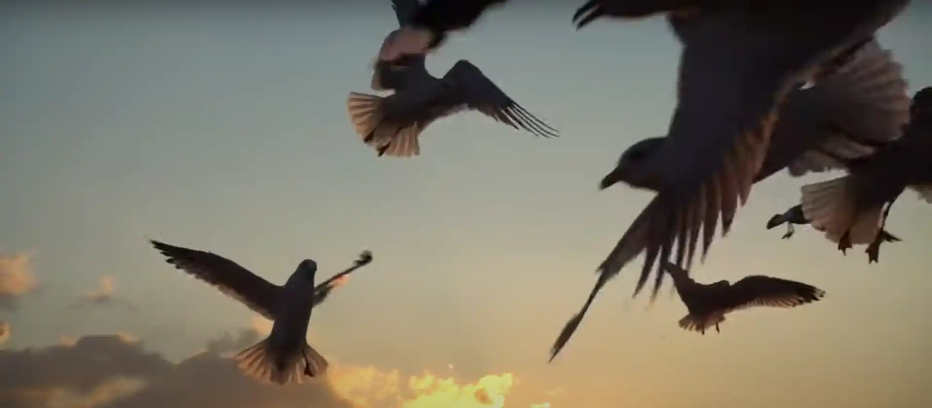 The Truth About the Spiritual Meaning of a Flock of Birds - SpiritualGleam