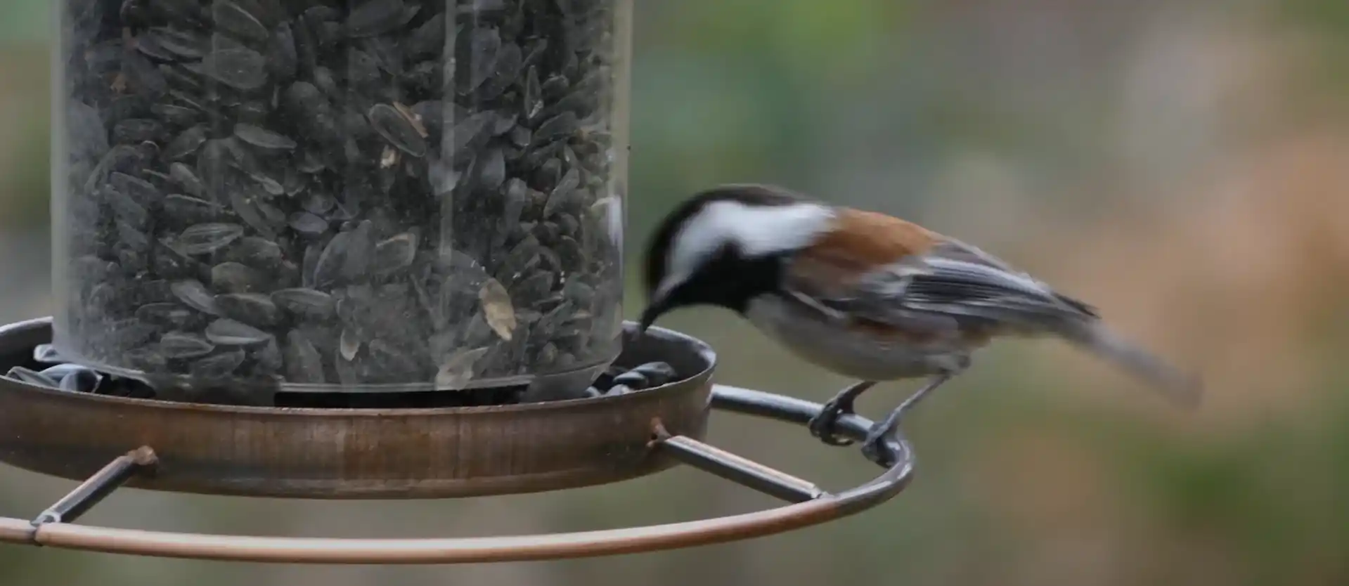 Chickadee's Spiritual Meaning Explained All
