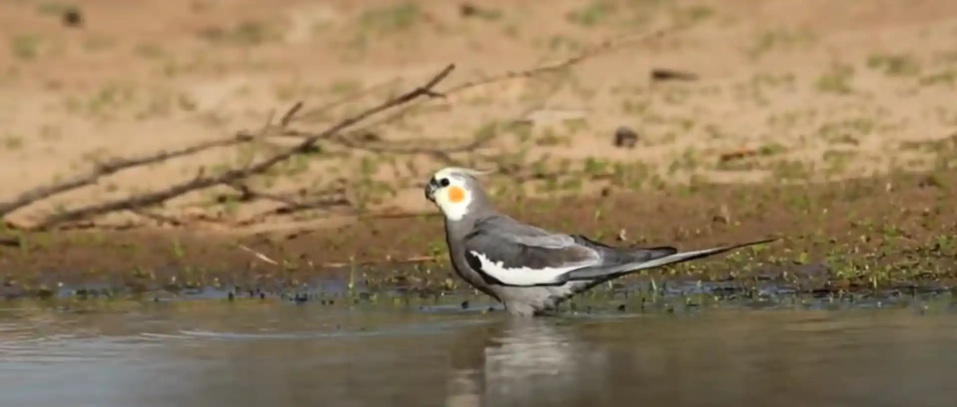 Cockatiel Spiritual Meaning and Symbolism