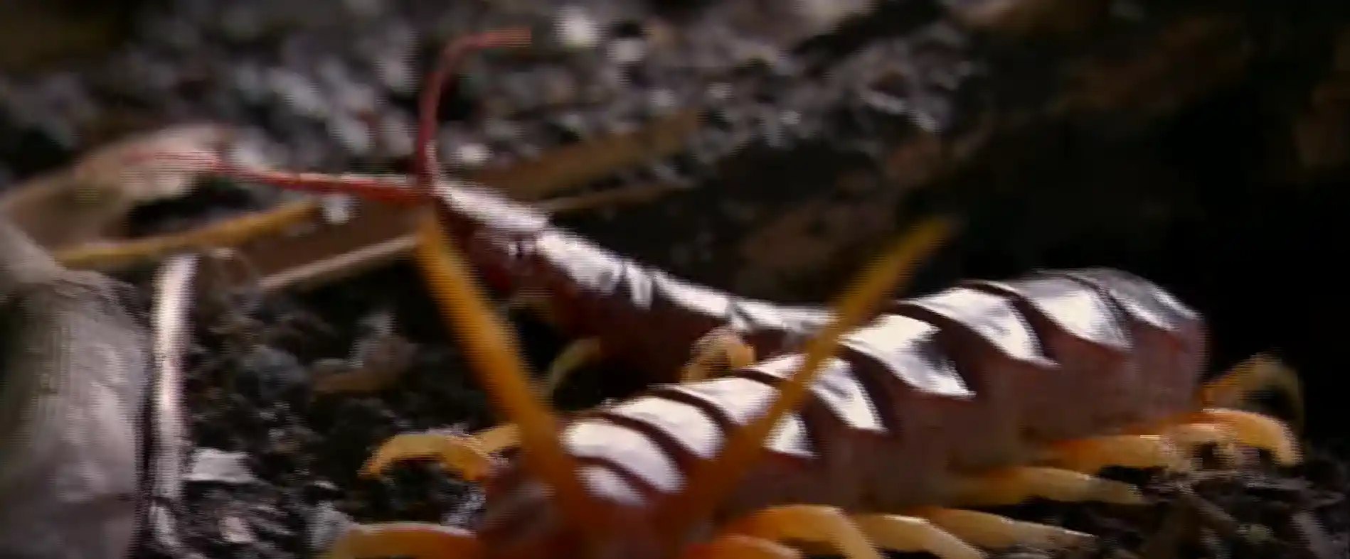 Do Centipedes Bring Luck? Spiritual Truths!
