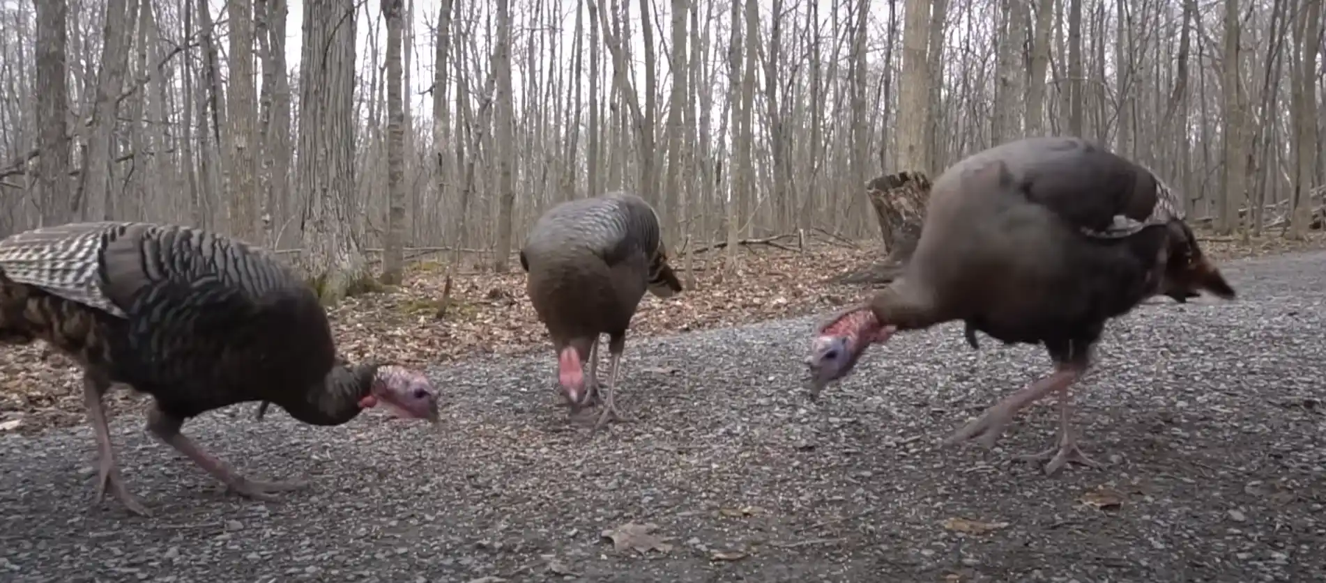 Turkey Cross Your Path? Spiritual, Symbolism Explanations
