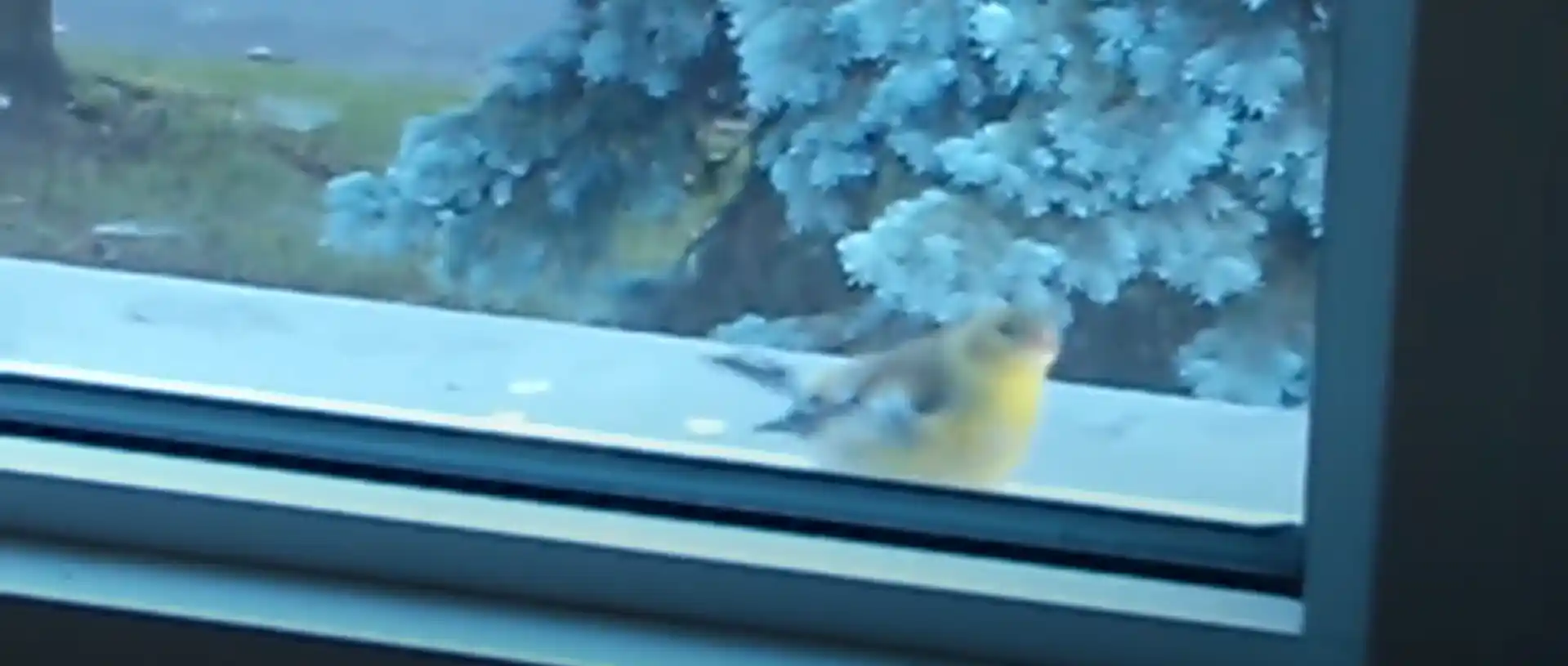 Why Birds Choose Your Sill: Spiritual Truths!