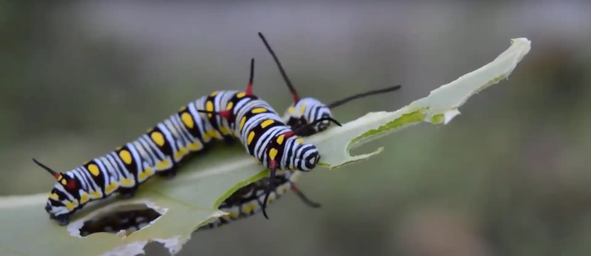 Caterpillar Spiritual Meaning: What It Means for You