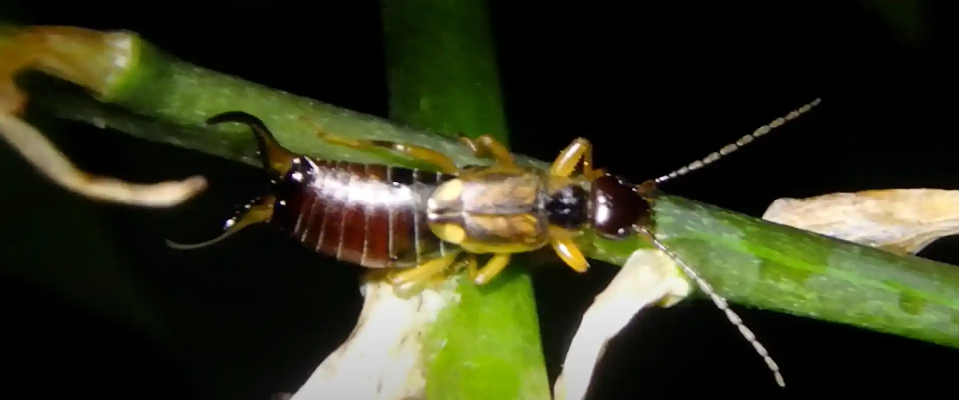 Pincher Bug Spiritual Meaning: A Guide to Transformation