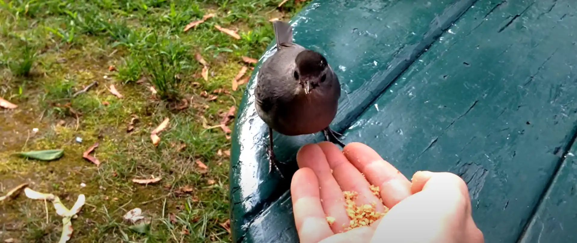 Gray Catbird Symbolism: 9 Spiritual Truths You Must Know