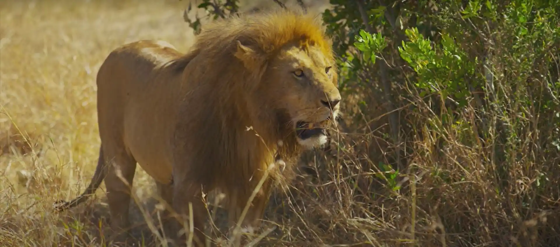 Lion Spiritual Meaning: Strength, Courage and Self-Confidence