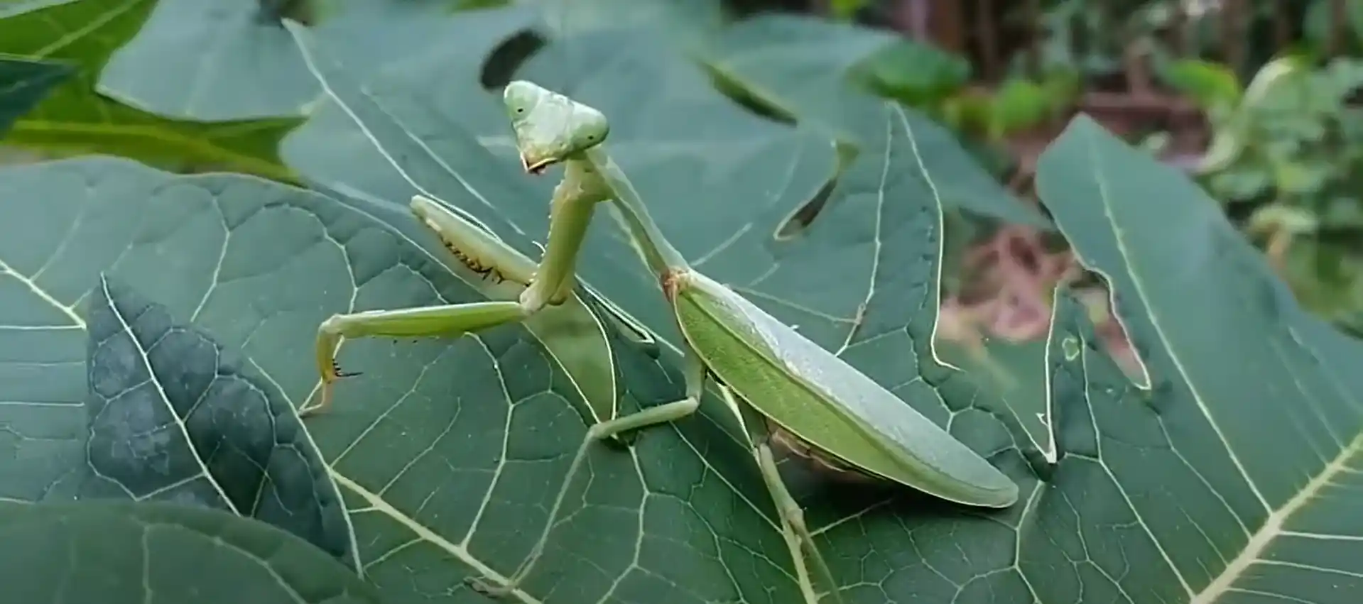 Seeing a Green Praying Mantis Meaning: 7 Shocking Signs