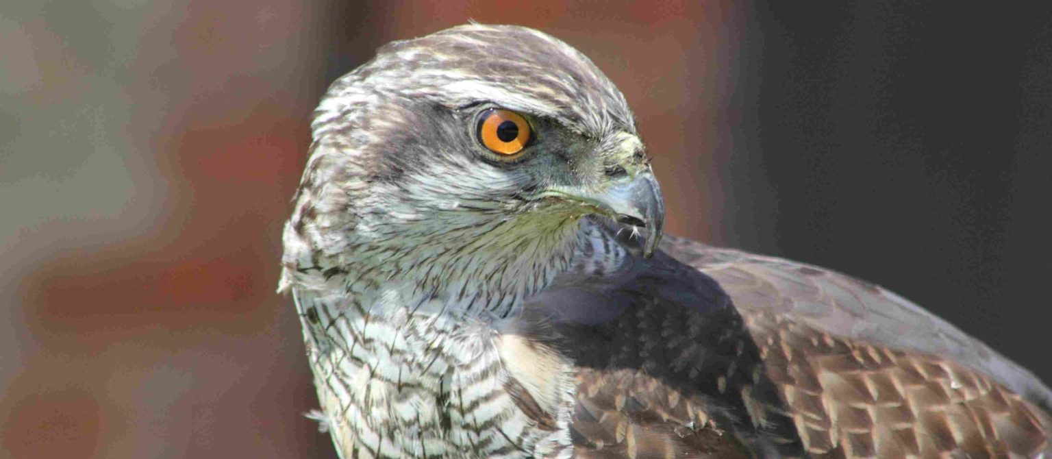 Hawk Symbolism and Hawk Spiritual Meaning in Detail