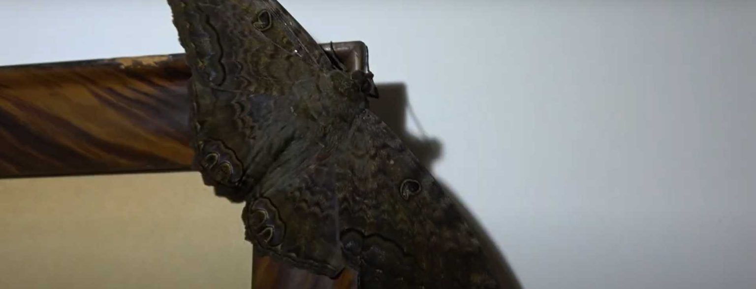 What Black Moth Symbolism and Spiritual Meaning Really Reveal