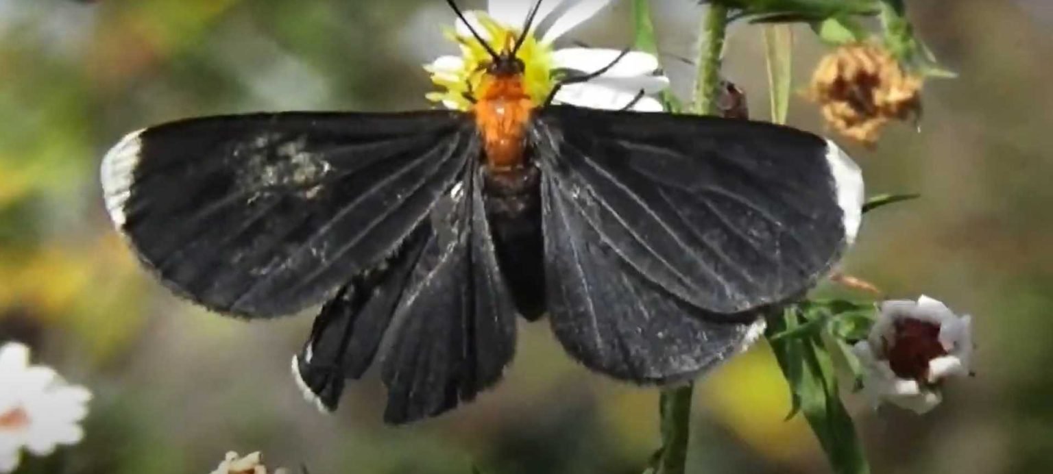 What Black Moth Symbolism and Spiritual Meaning Really Reveal