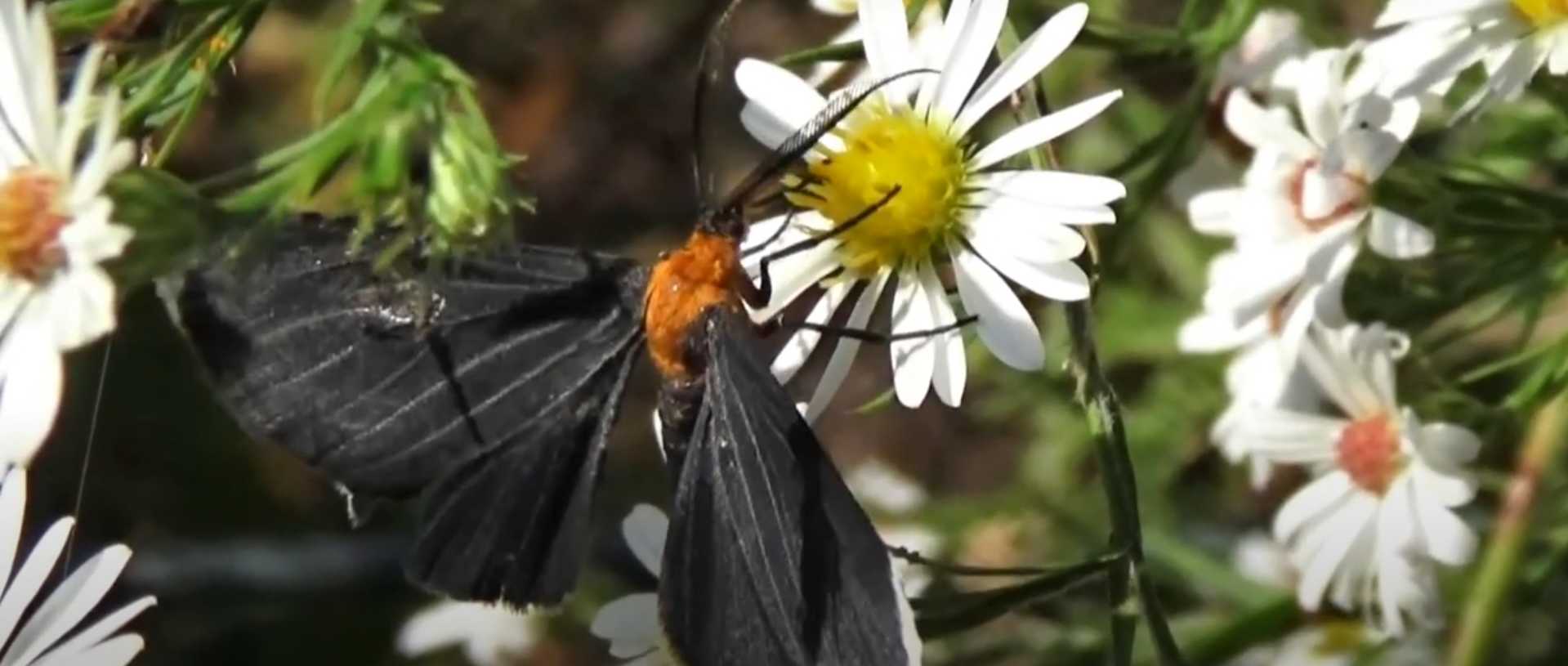What Black Moth Symbolism and Spiritual Meaning Really Reveal
