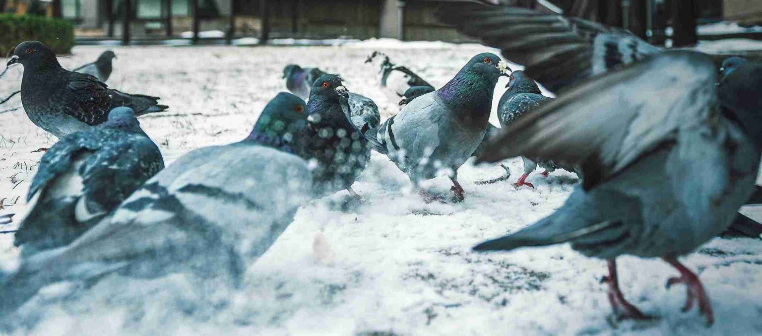 Pigeon Symbolism: Meaning, Myths, and Spiritual Insights