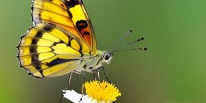 All Yellow Butterfly Symbolism, Spiritual Meanings Explained