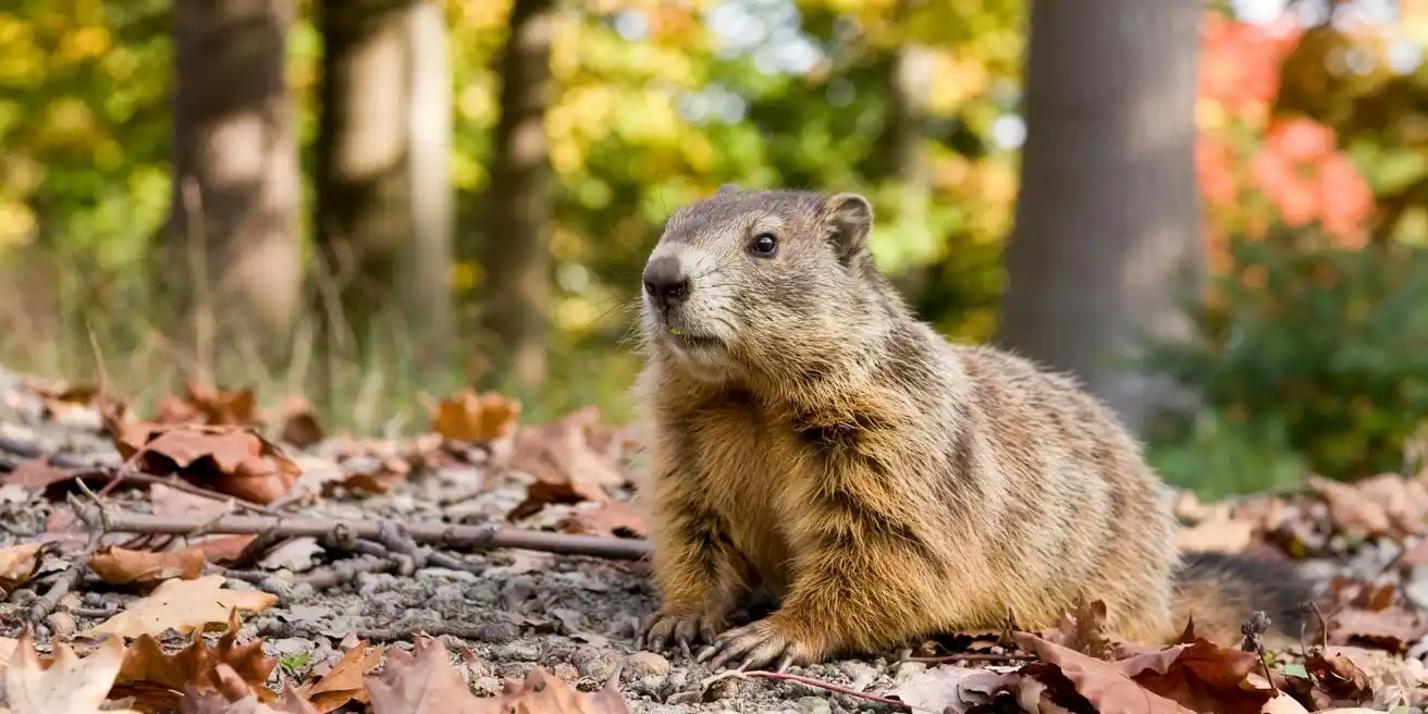 Groundhog Spiritual Meaning and Symbolism ( Black, Brown )